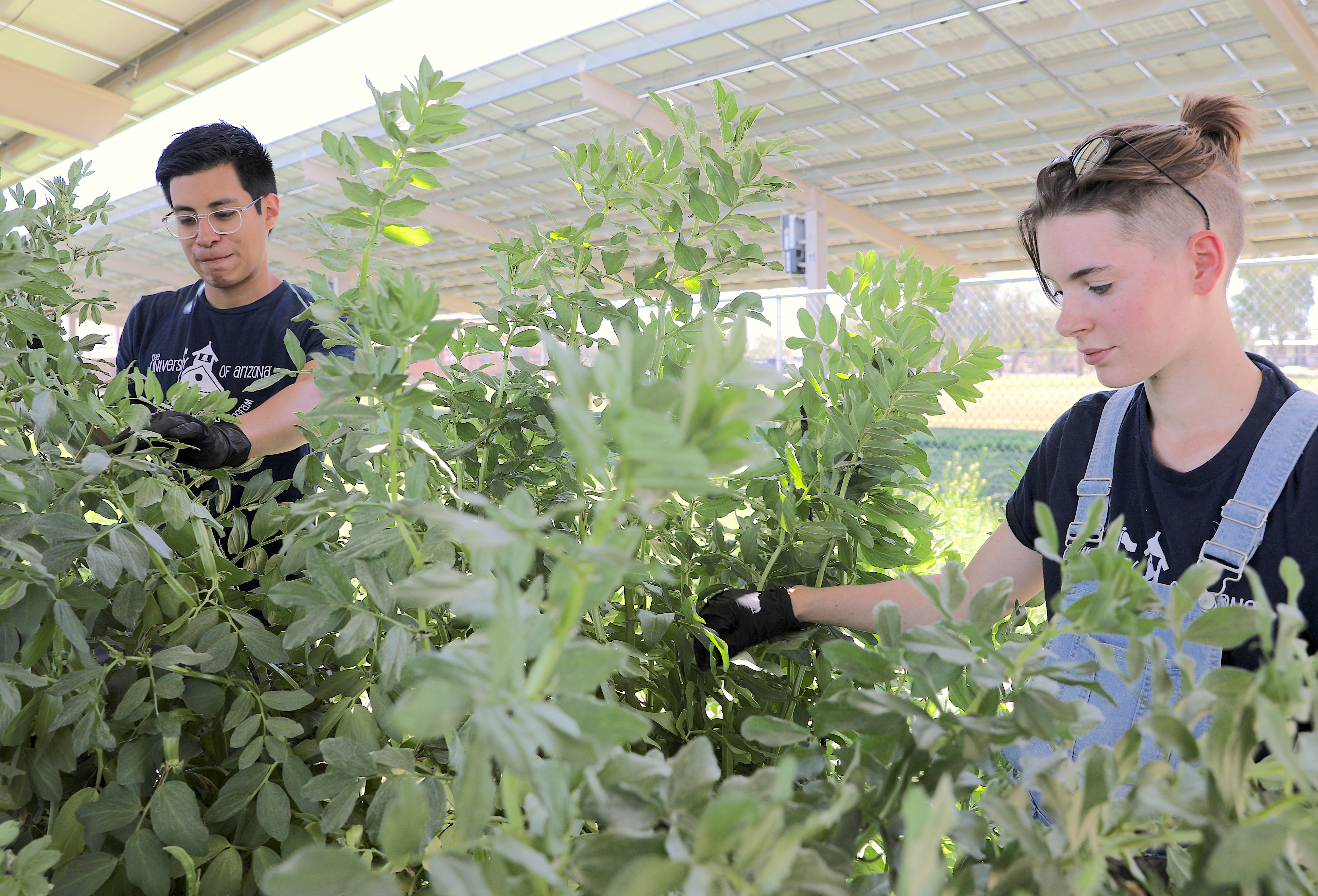 Agrivoltaics: Food, Energy, and Water Solutions | Vertically Integrated ...