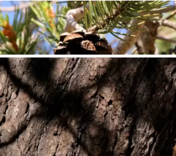 Widely used climate theory doesn't 'ring' true, according to new tree ...