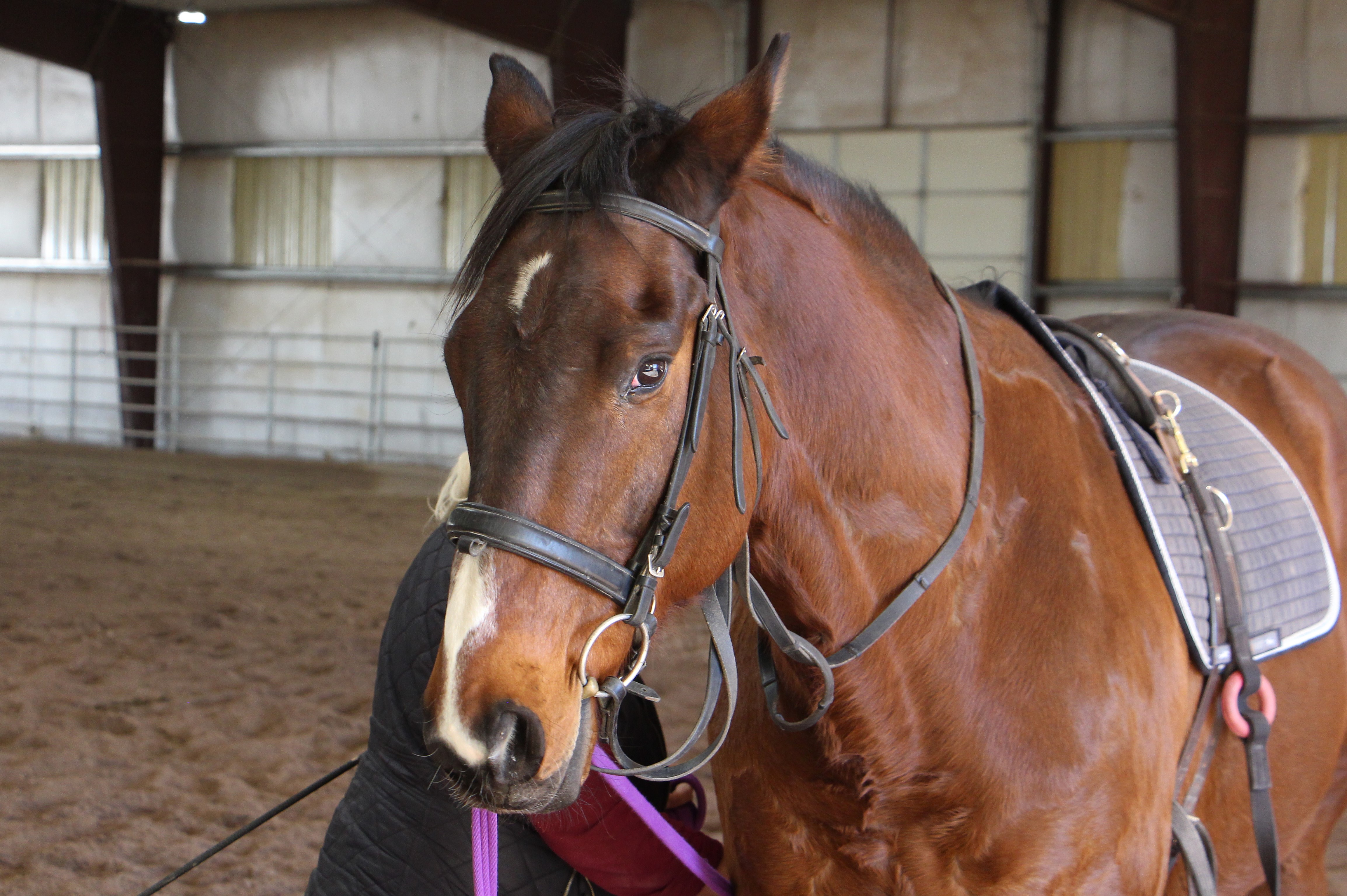 The Horse Science & Innovation Lab | Vertically Integrated Projects